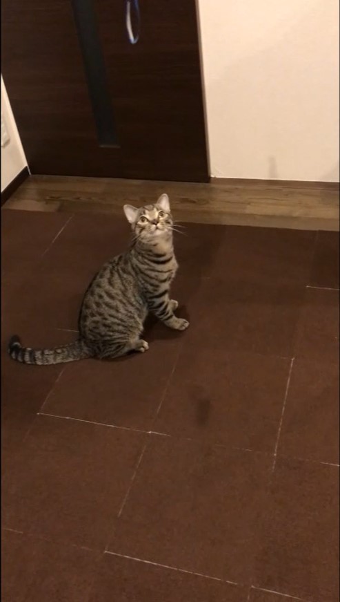 エレファントTV | エレファントTV